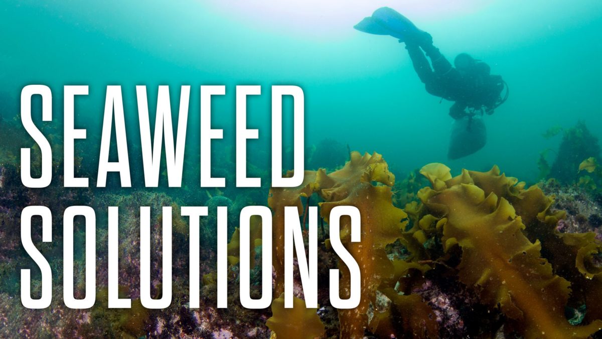 Heat Waves – Woods Hole Oceanographic Institution