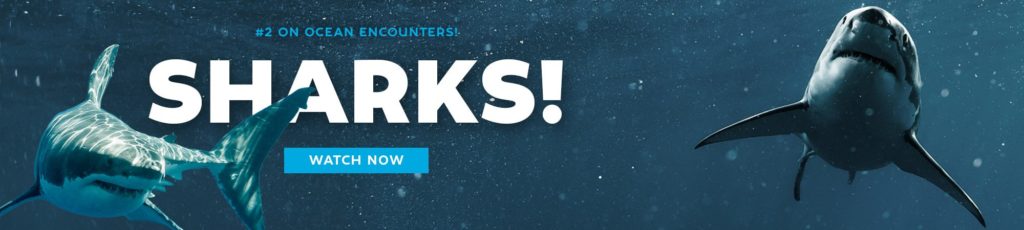 Ocean Encounters Virtual Event Series - Woods Hole Oceanographic ...