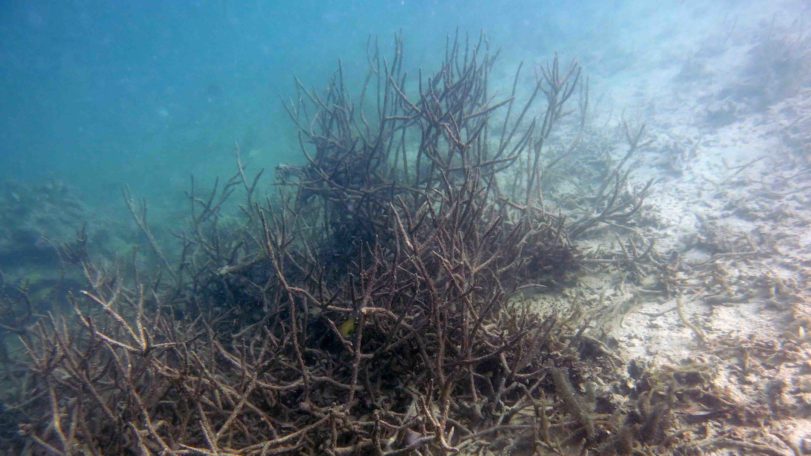 Oxygen Dead Zones - Woods Hole Oceanographic Institution