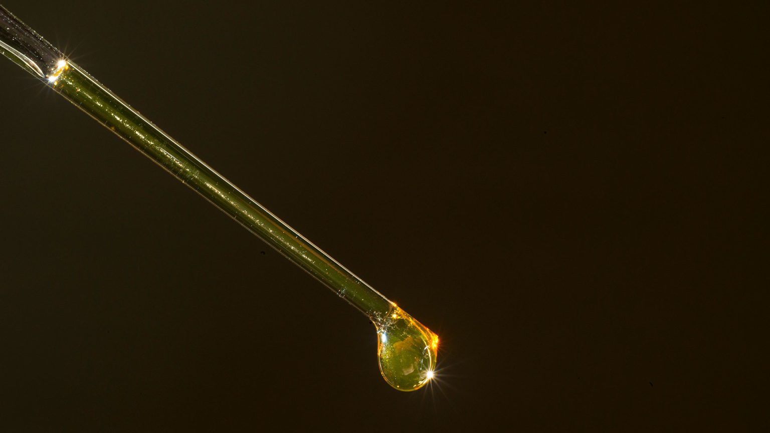 Natural Wax Holds Promise to Replace Petroleum in Cosmetics and ...