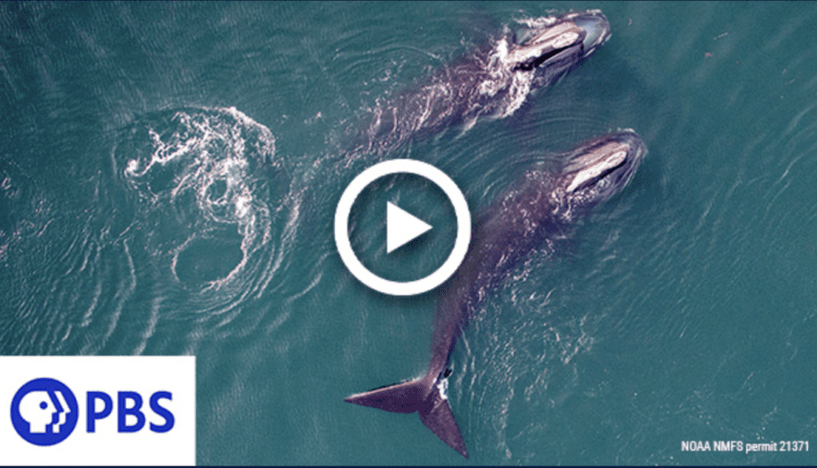 NOVA: Saving the Right Whale – Woods Hole Oceanographic Institution