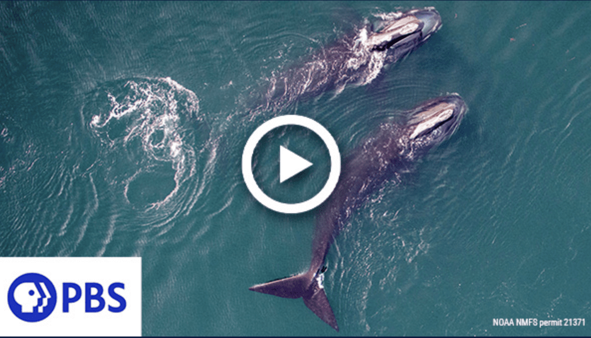 NOVA: Saving the Right Whale – Woods Hole Oceanographic Institution