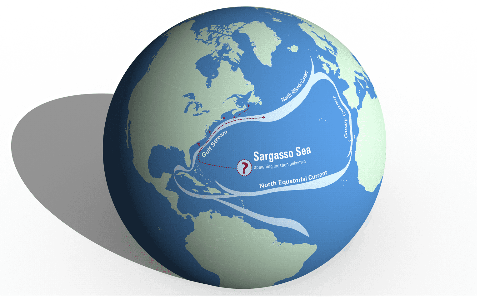 Making sense of a mystery fish - Woods Hole Oceanographic Institution
