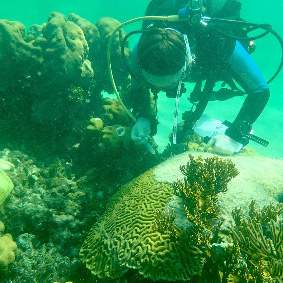 Innovative Techniques Provide New Means to Monitor Coral Reef Health ...