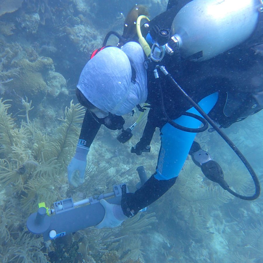Innovative Techniques Provide New Means to Monitor Coral Reef Health ...