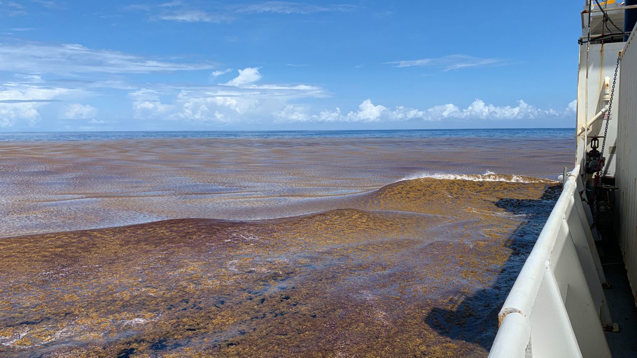 New study quantifies sargassum’s multi-million dollar impact to U.S ...