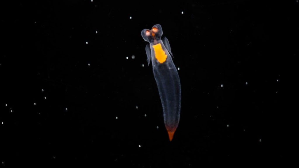 Filming in the Arctic Night - Woods Hole Oceanographic Institution