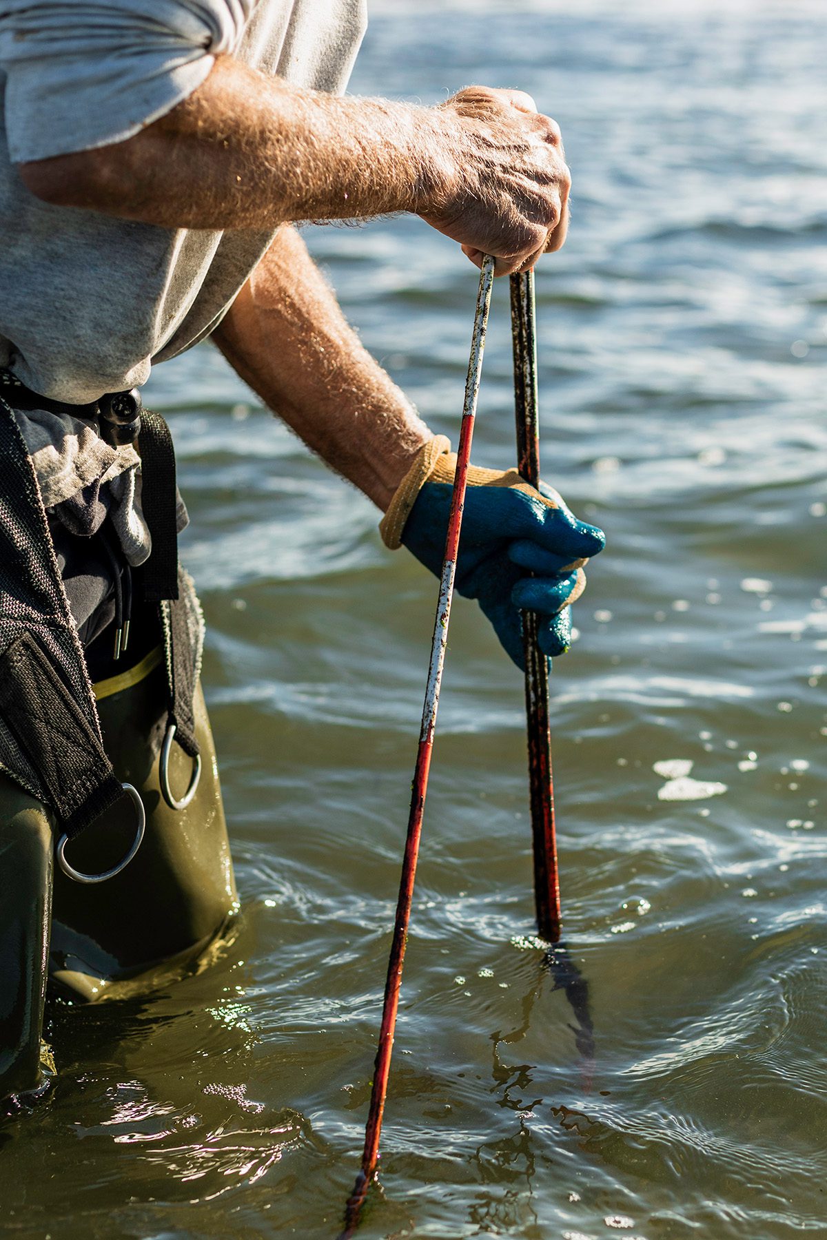 Puzzling over a mollusk mystery – Woods Hole Oceanographic Institution