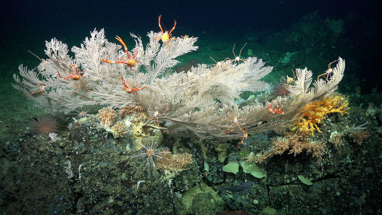 Additional Healthy Deep-sea Coral Reefs Found in the Galápagos