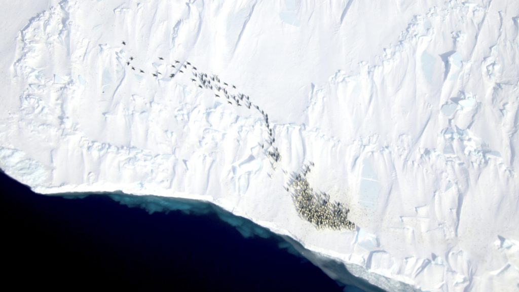 High Resolution Imagery Advances the Ability to Monitor Emperor Penguin ...