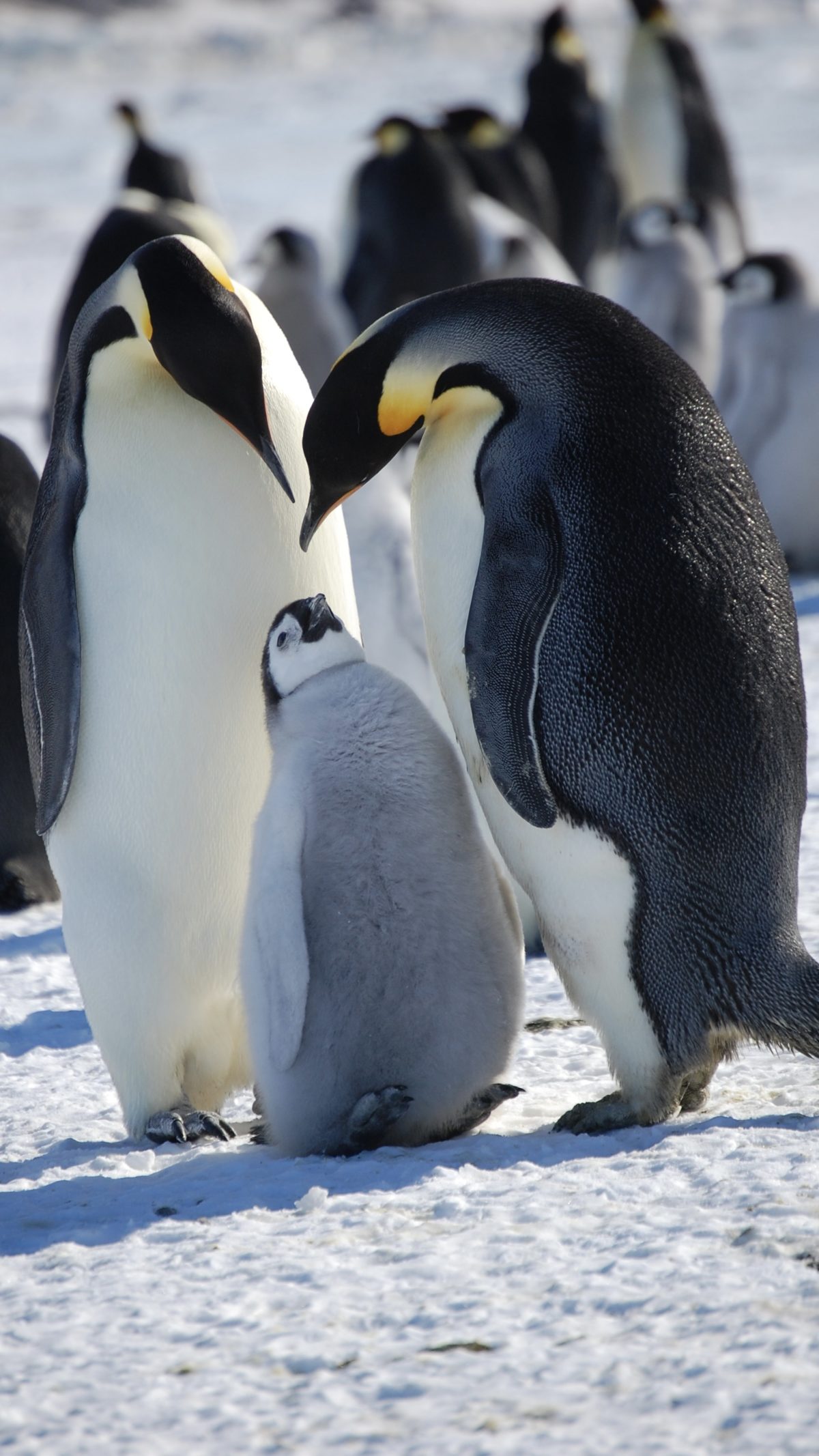 High Resolution Imagery Advances the Ability to Monitor Emperor Penguin ...