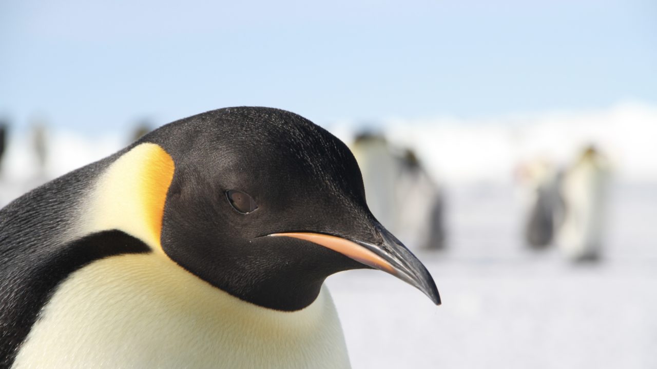 High Resolution Imagery Advances the Ability to Monitor Emperor Penguin ...