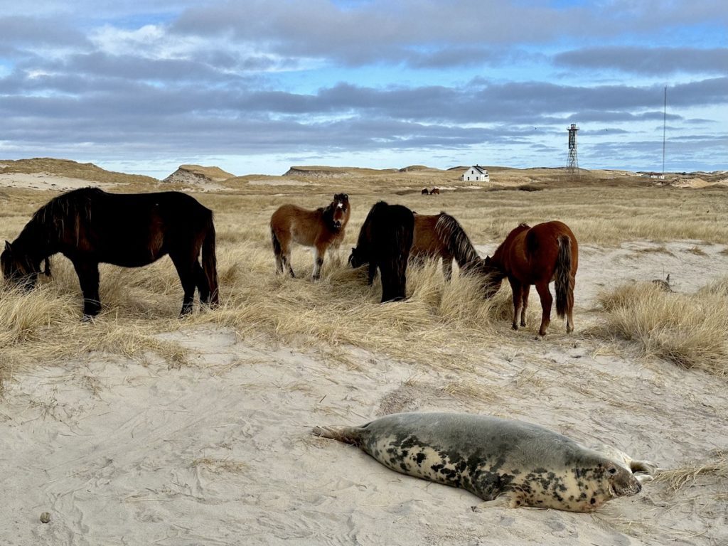 Seals and Wild Horses on Sable Island, Nova Scotia