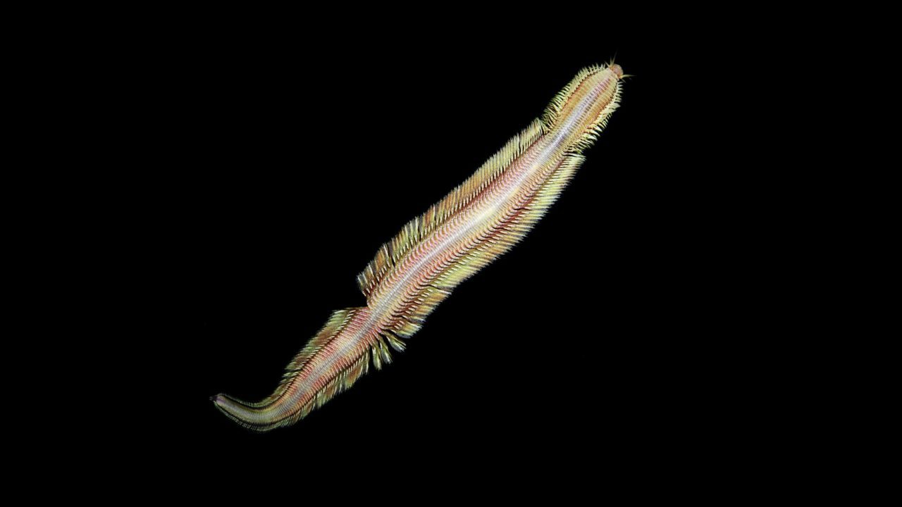 New Deep-Sea Worm Discovered at Methane Seep Off Costa Rica Named after ...