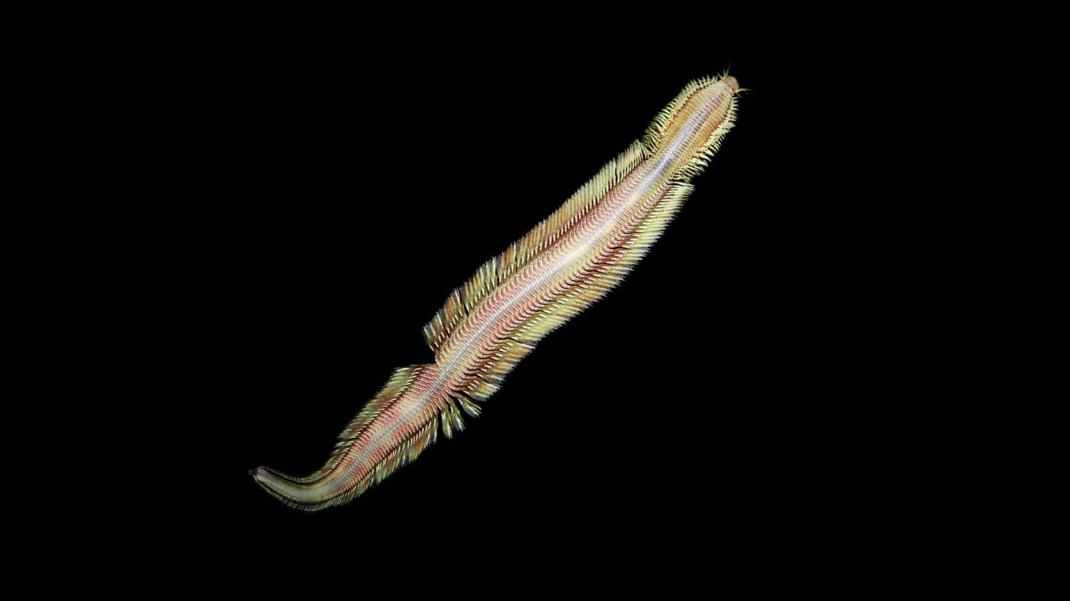 New Deep-Sea Worm Discovered at Methane Seep Off Costa Rica Named after ...