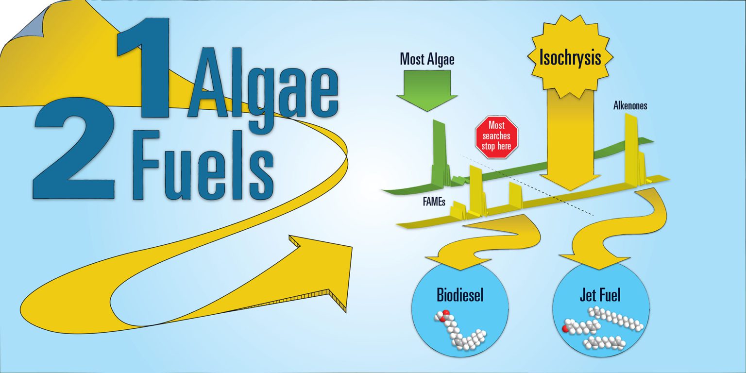 Isochrysis algae to biofuel and jet fuel – Woods Hole Oceanographic ...