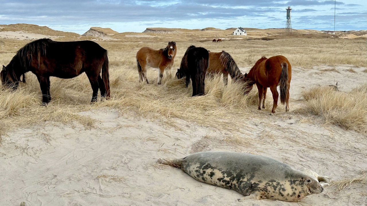 The value of iron for a seal - Woods Hole Oceanographic Institution