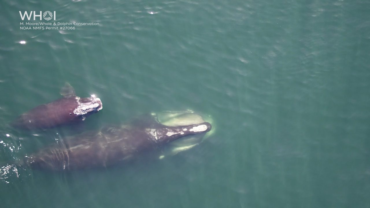 WHOI researchers capture video of critically-endangered North Atlantic ...