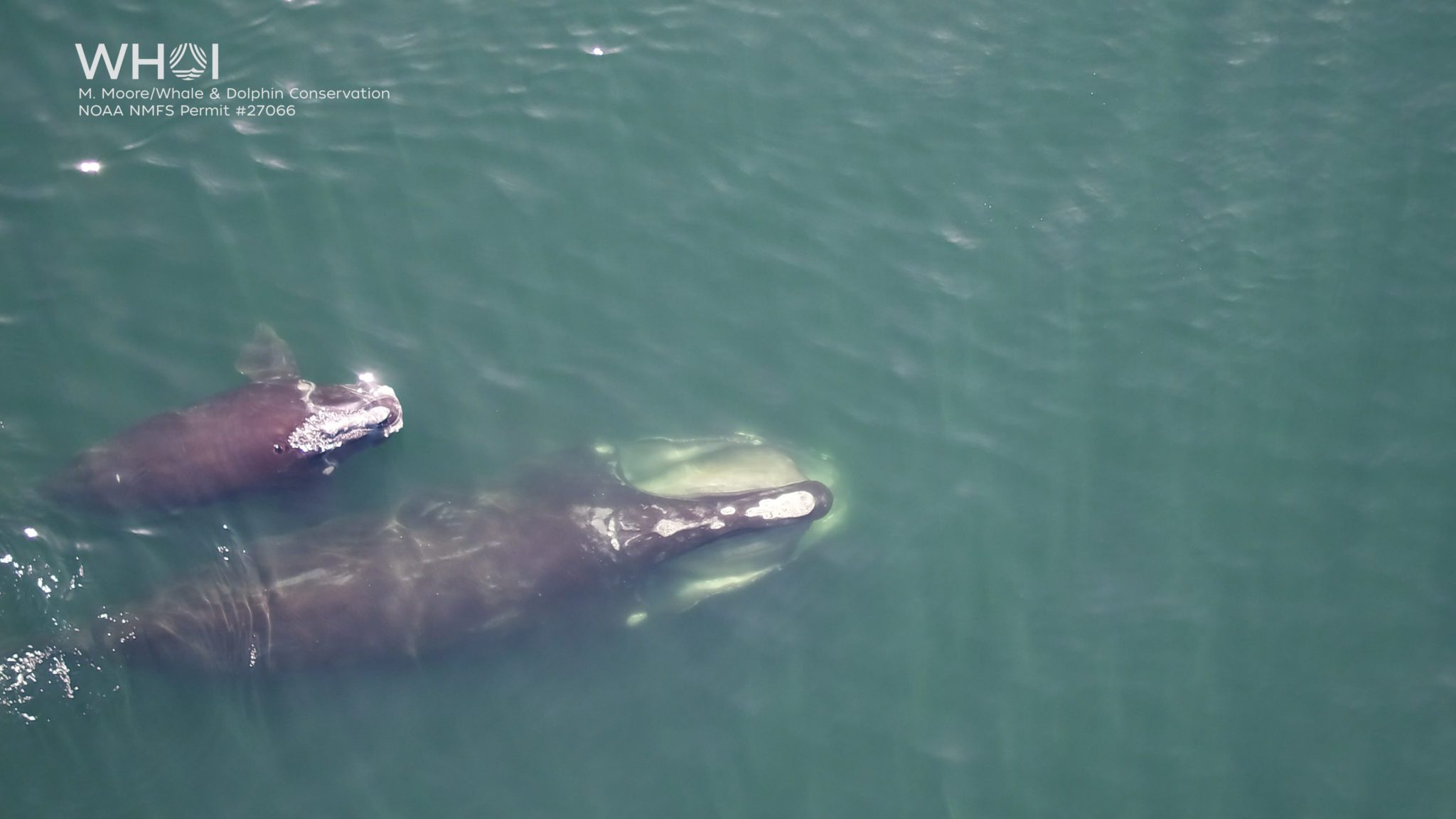 WHOI researchers capture video of critically-endangered North Atlantic ...