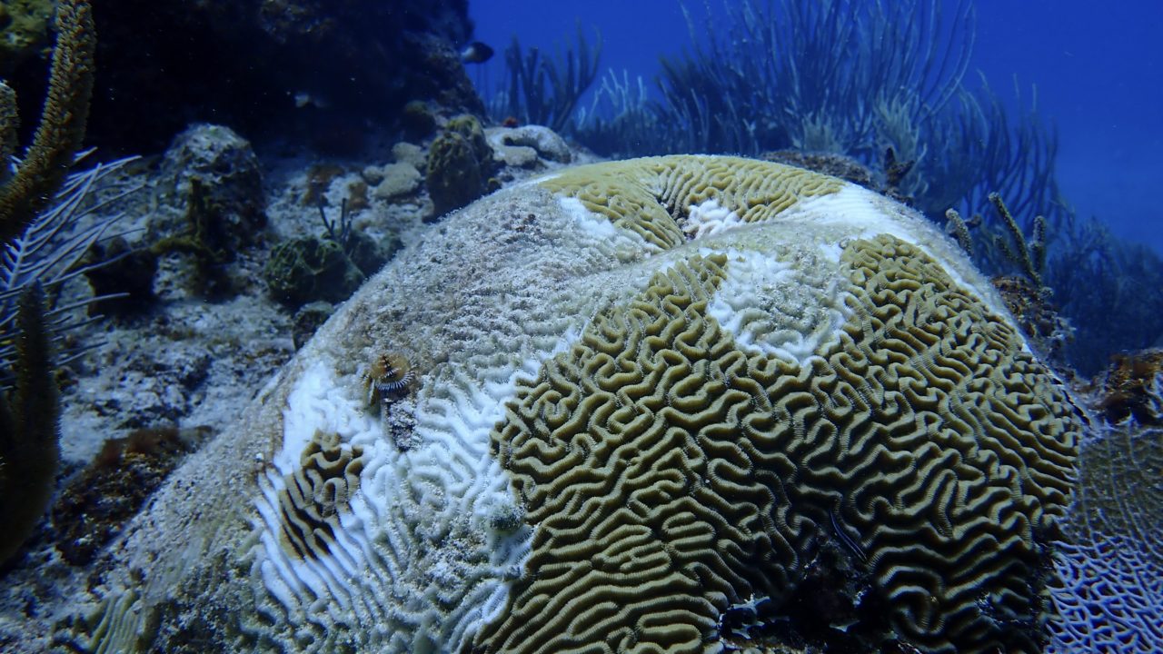 Study: eDNA methods give a real-time look at coral reef health – Woods ...
