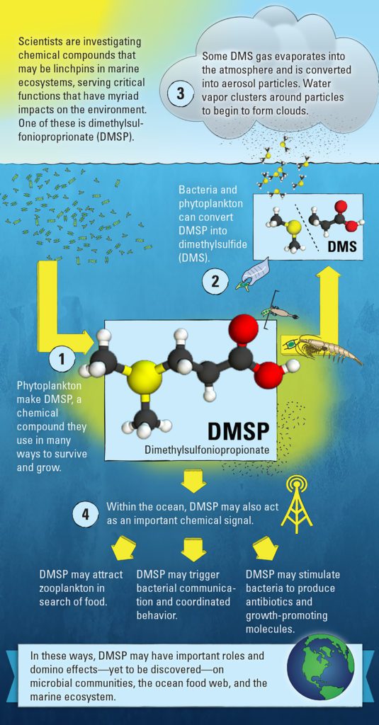 How the Dimethylsulfoniopropionate (DMSP) compound affects the ...