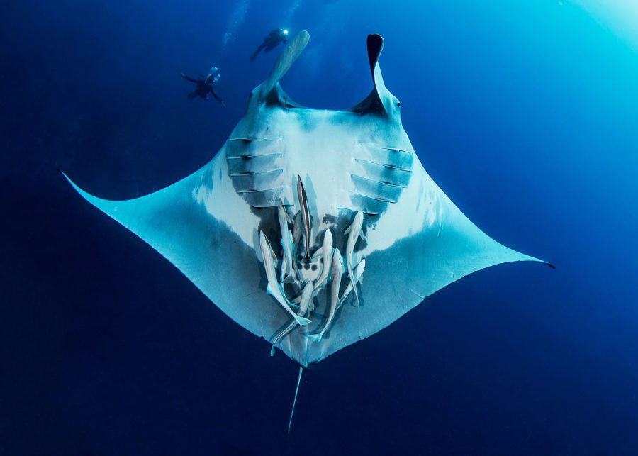 5 surprising symbiotic relationships in the ocean