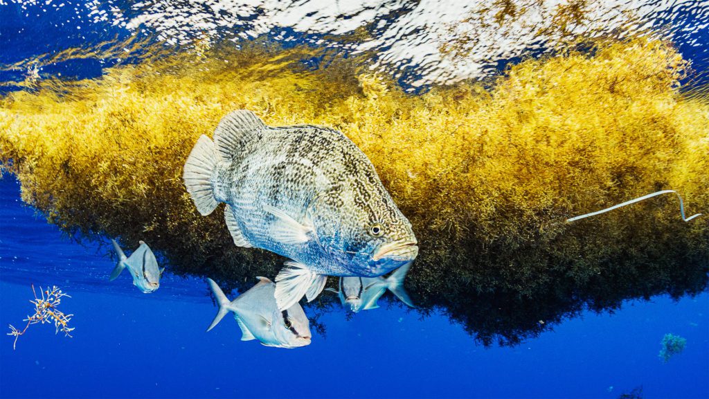 30 by 30: How do we get there?