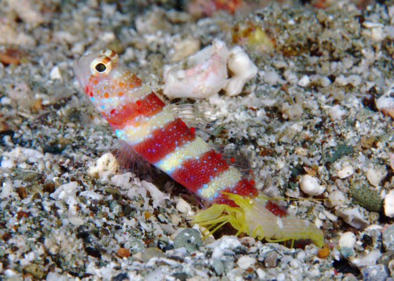 5 surprising symbiotic relationships in the ocean