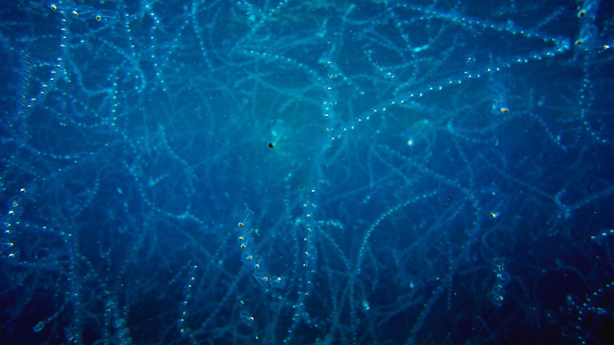 A swimmer’s encounter with creatures of the open ocean