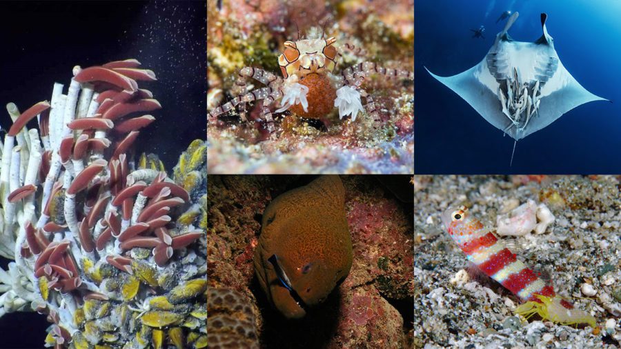 5 surprising symbiotic relationships in the ocean