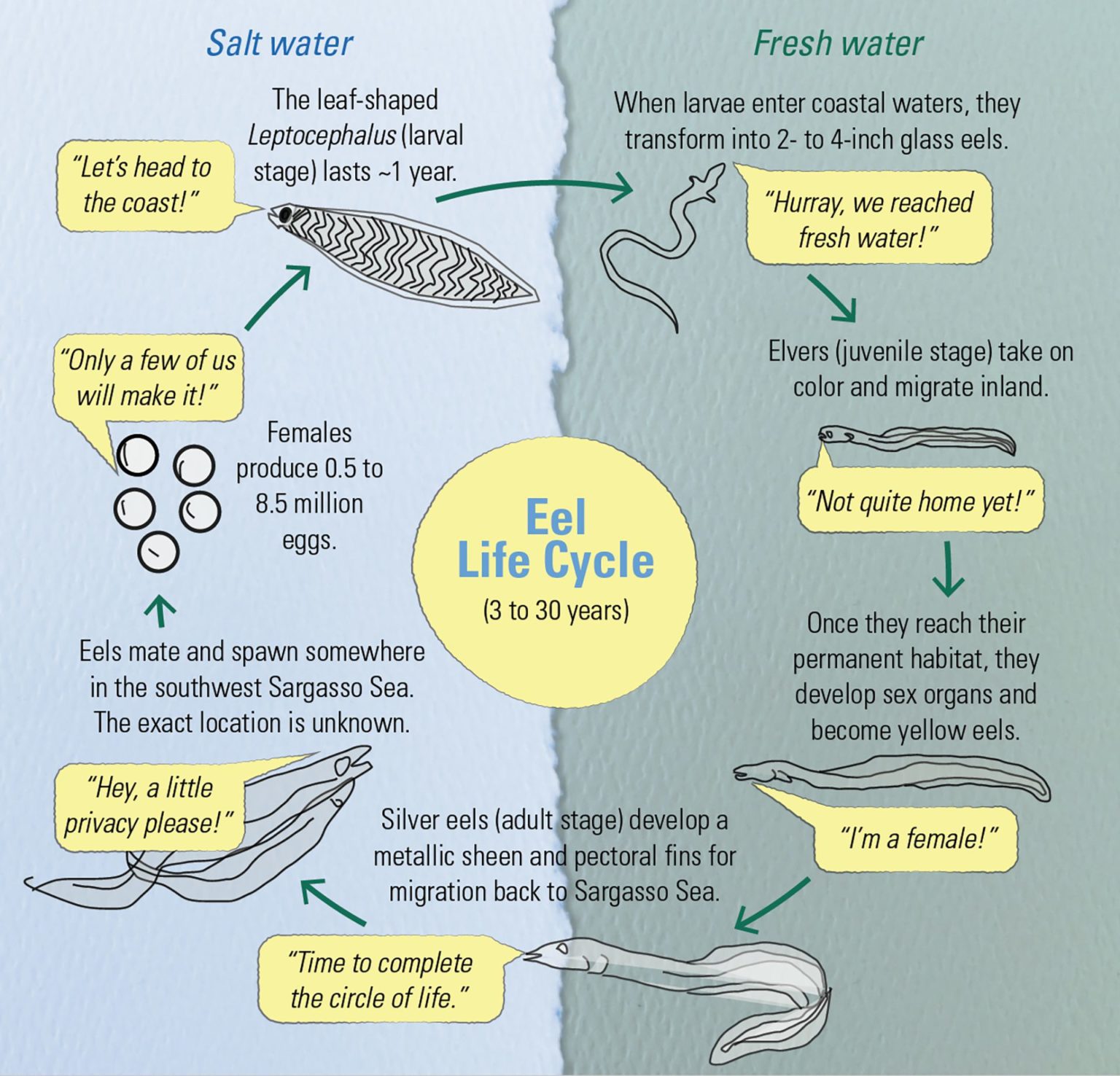 Illustration explaining the life cycle of eels – Woods Hole Oceanographic Institution