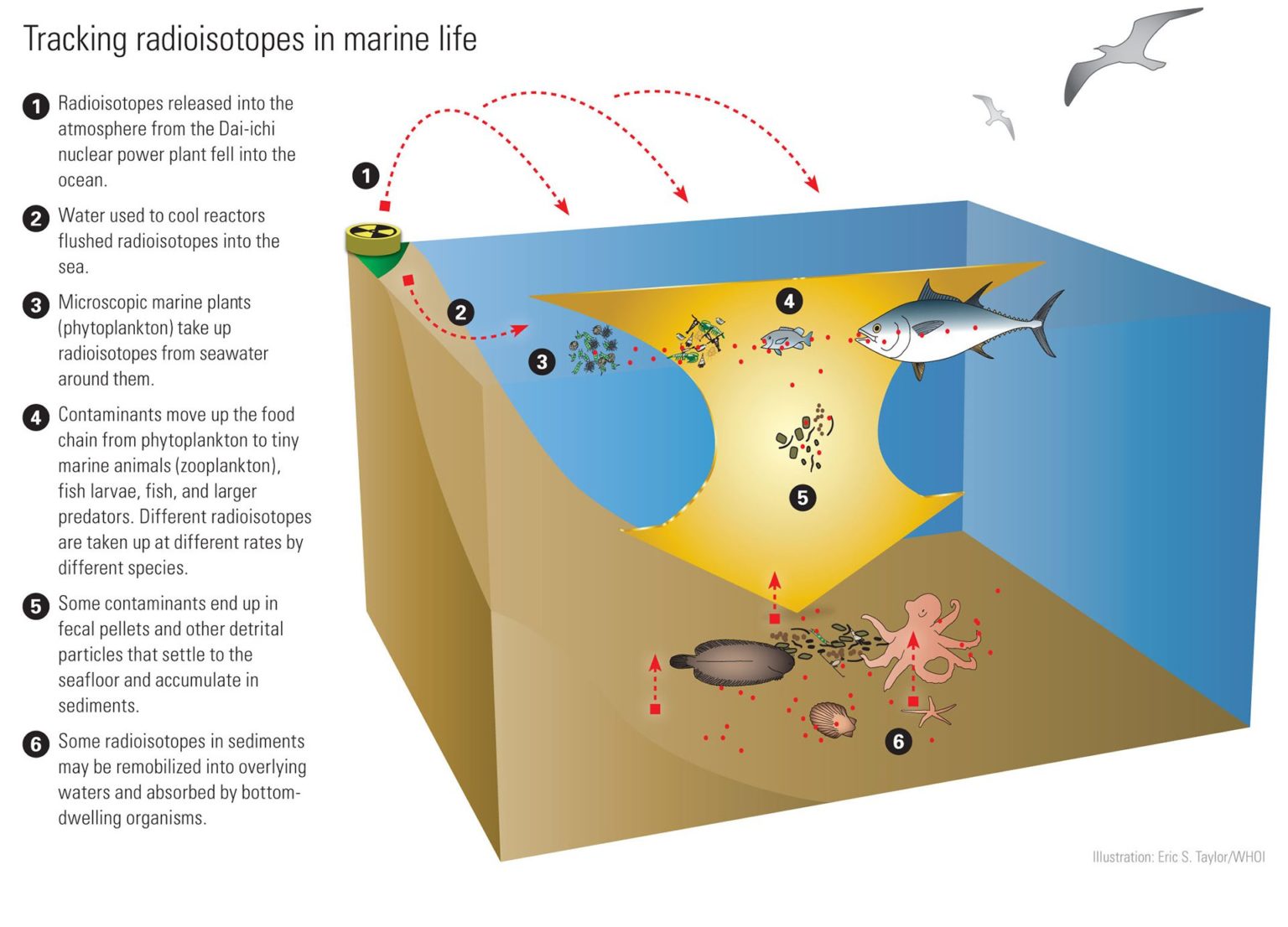 Infographic tracking radioisotopes in marine life – Woods Hole ...