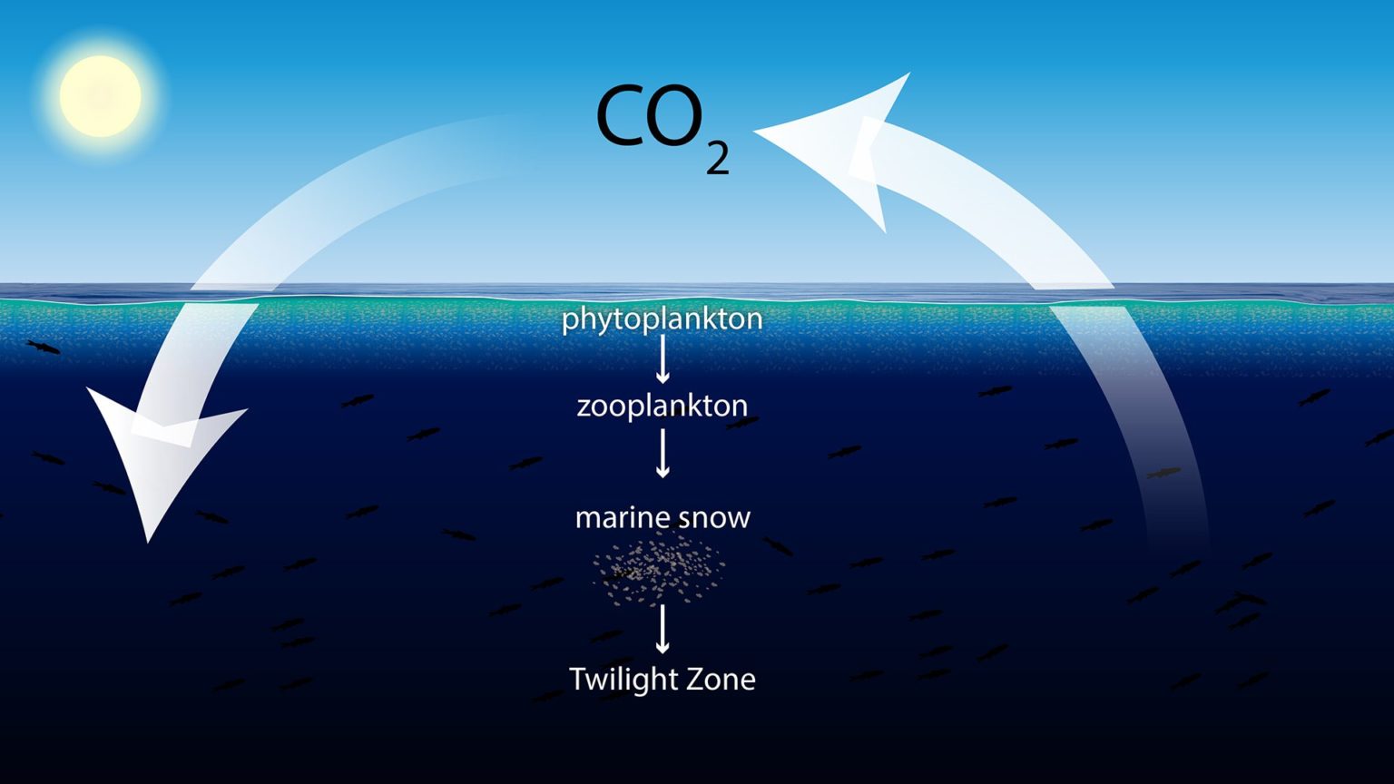 Carbon Cycle - Woods Hole Oceanographic Institution