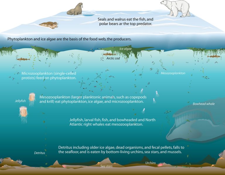 The Arctic Ocean Ecosystem – Woods Hole Oceanographic Institution