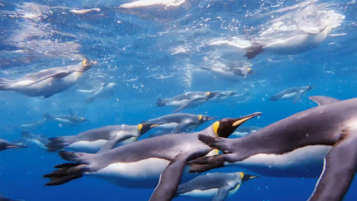 Scientists work to protect emperor penguins in a melting world