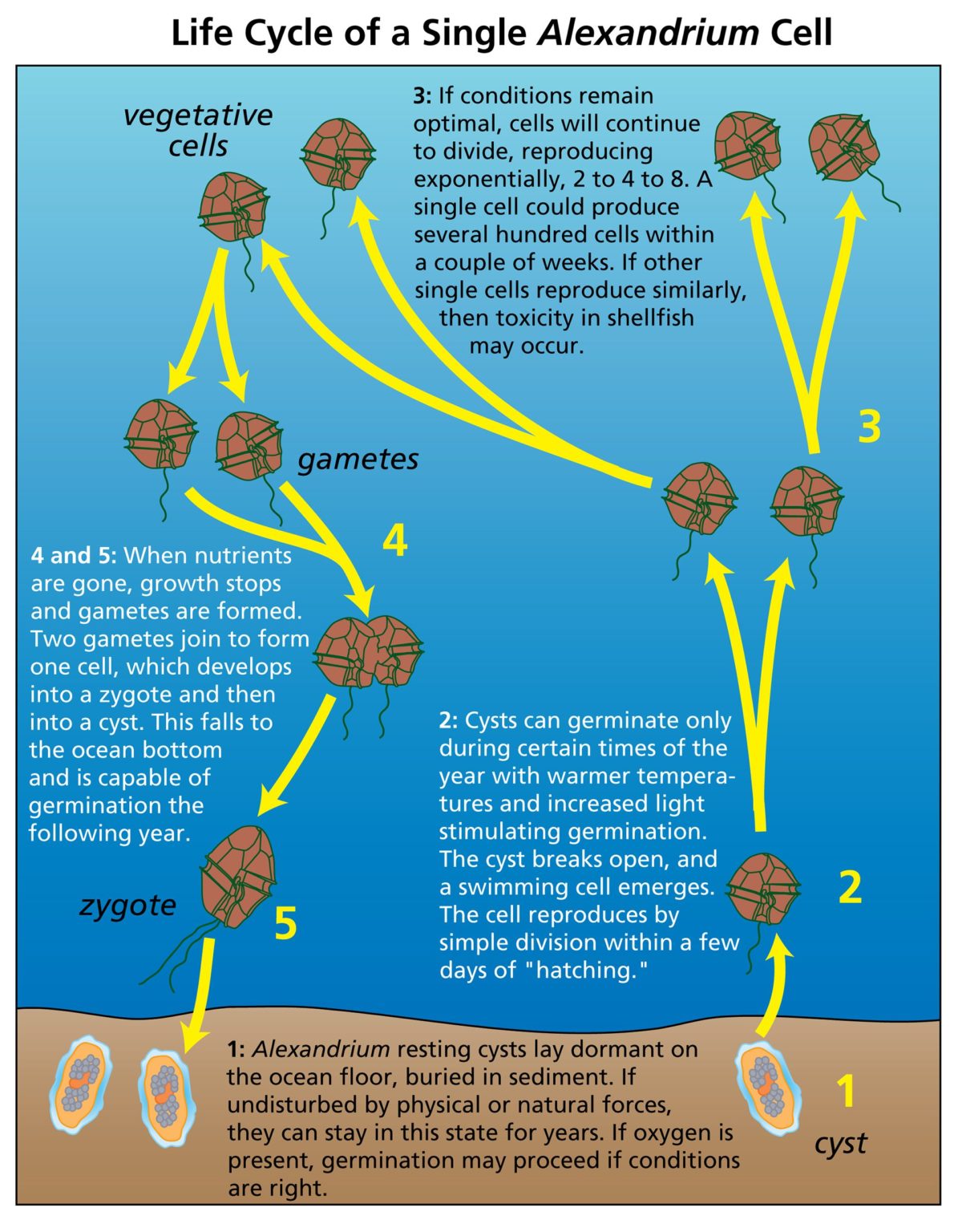 Life cycle of dinoflagellate Alexandrium – Woods Hole Oceanographic ...