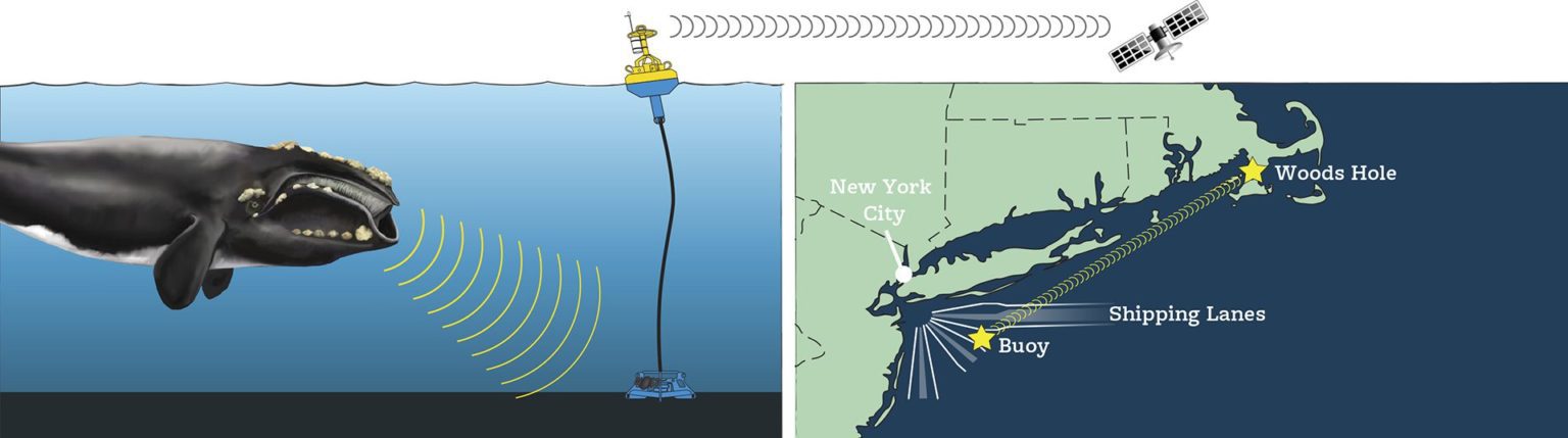 How a DMON buoy operates to detect and transmit right whale location ...