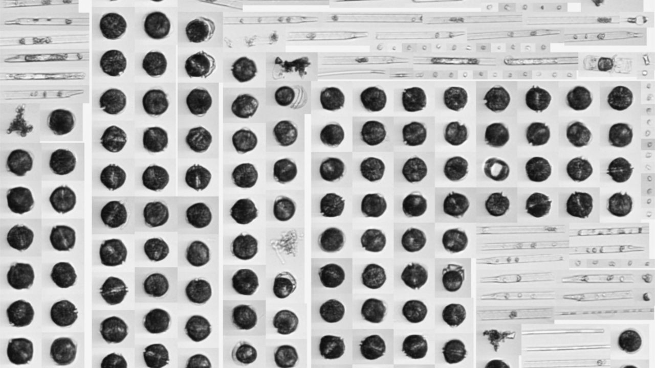 The Detection of a Massive Harmful Algal Bloom in the Arctic Prompts ...