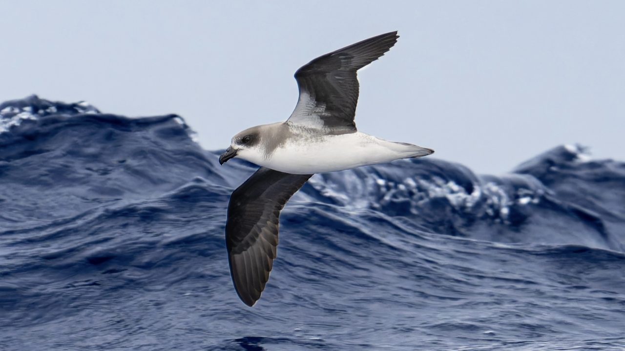 Groundbreaking Study Reveals Oceanic Seabirds Chase Tropical Cyclones ...