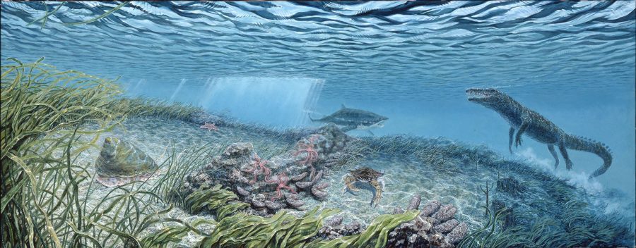 Hope in fossilized fish bits – Woods Hole Oceanographic Institution