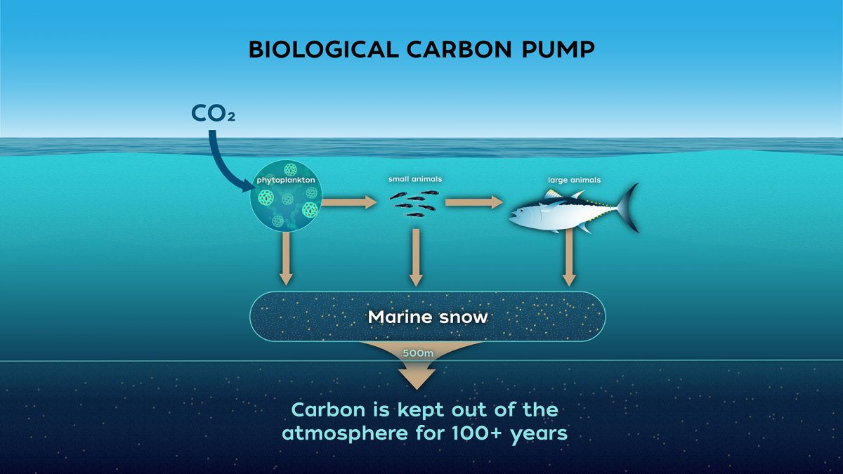 Ocean Topic: Biological Carbon Pump