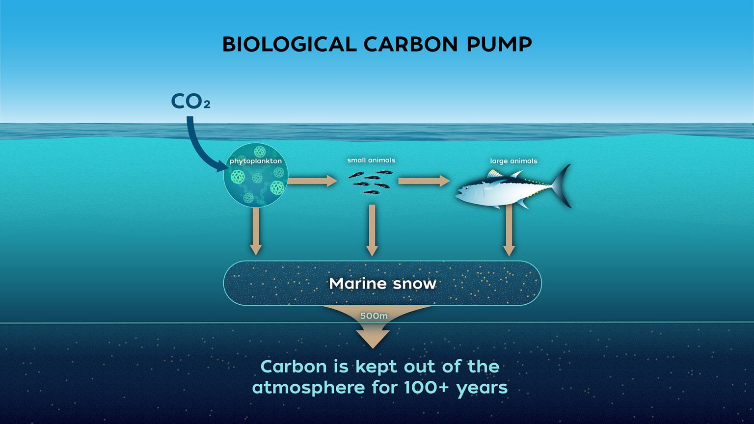 Ocean Topic: Biological Carbon Pump