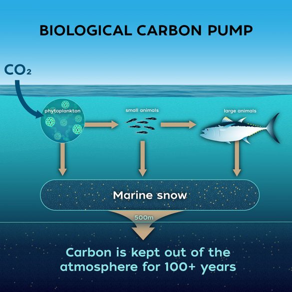 Cycles - Woods Hole Oceanographic Institution