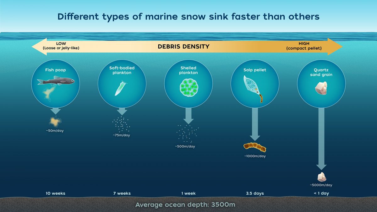 Ocean Topic: Biological Carbon Pump