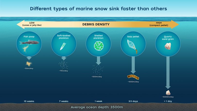 Ocean Topic: Biological Carbon Pump