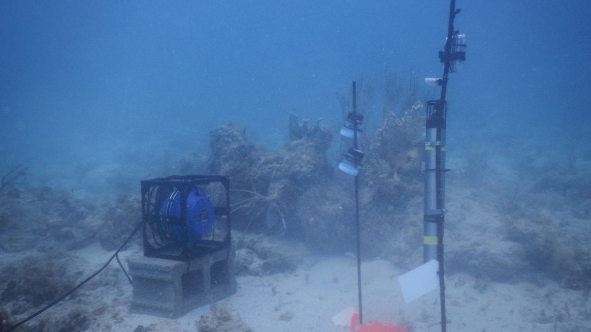WHOI researchers reinforce acoustic enhancement as a reef restoration ...