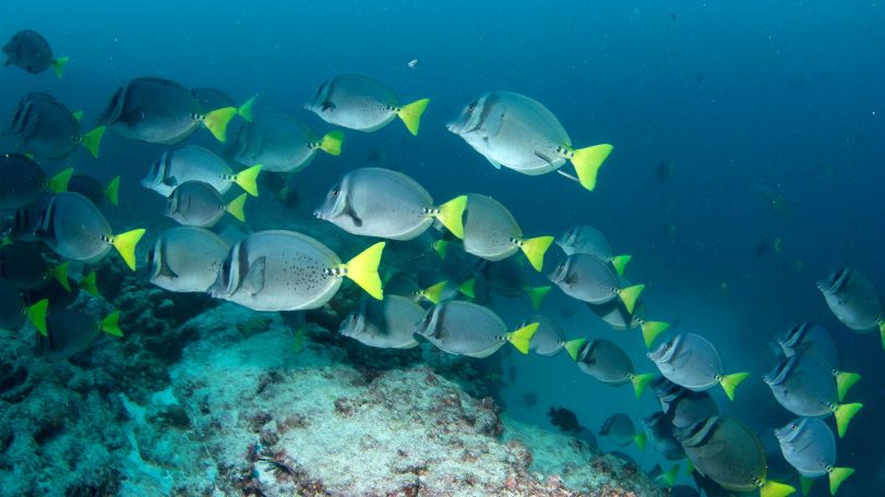 How do fish swim in schools? | Woods Hole Oceanographic Institution