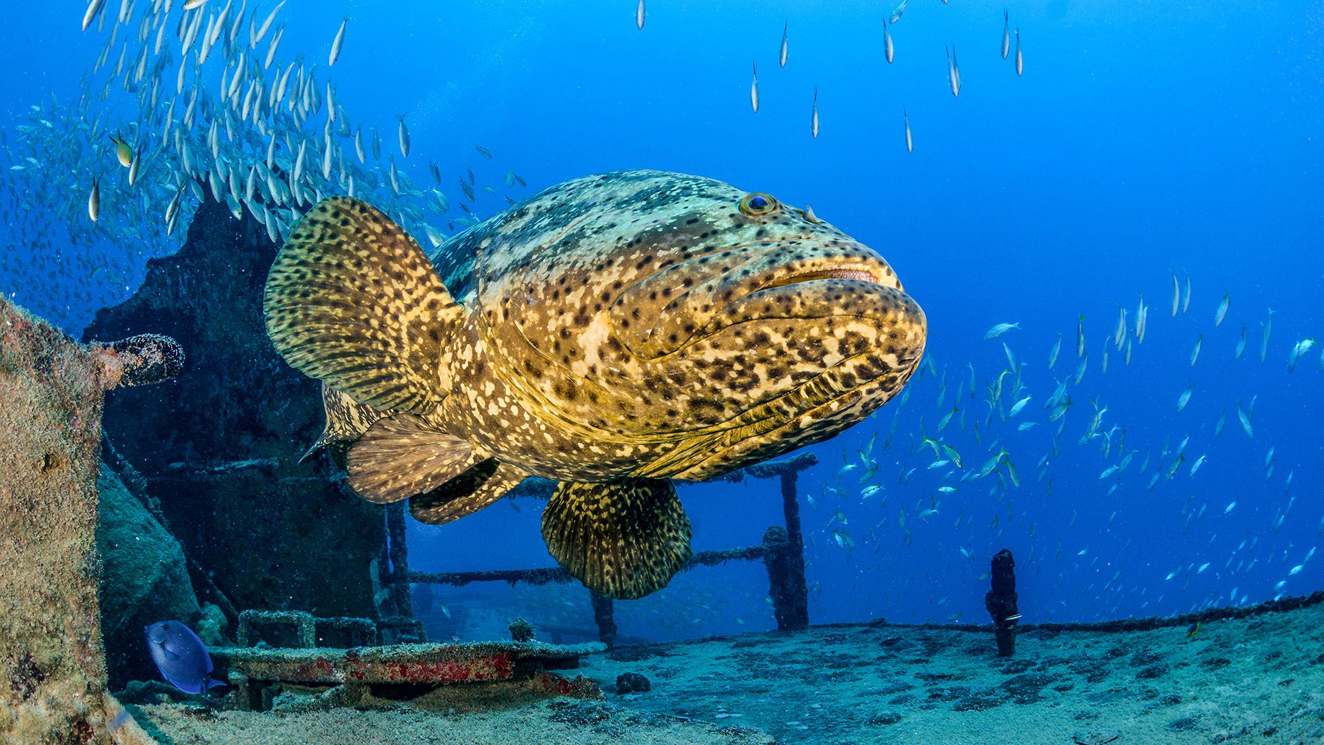 Five marine animals that call shipwrecks home