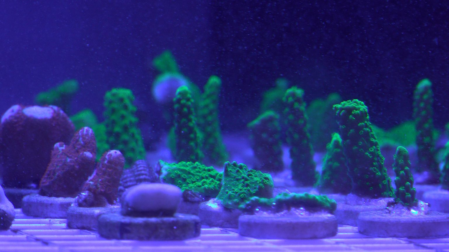 Dating Corals, Knowing the Ocean - Woods Hole Oceanographic Institution