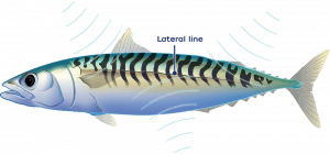 Fish Schooling: How Lateral Lines Enhance Survival | WHOI